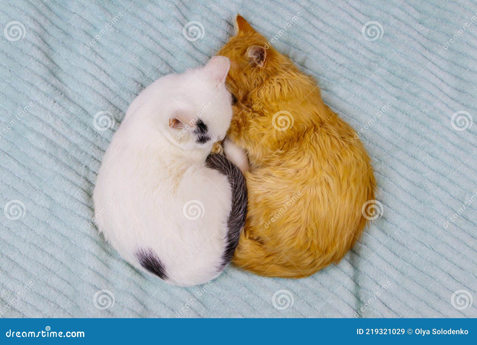 Two Cats Sleeping Together on Bed at Home Stock Image - Image of funny ...