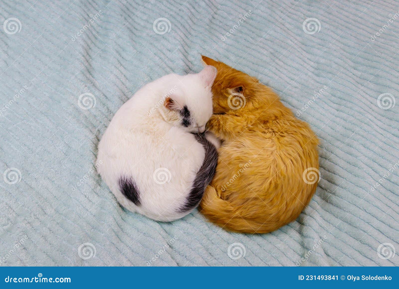 Two Cats Sleeping Together on Bed at Home Stock Image - Image of mammal ...