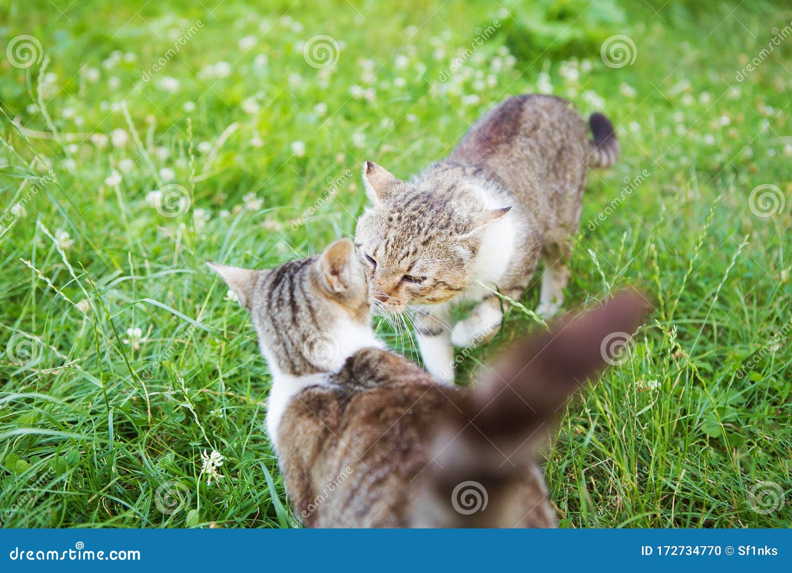 Two Cats Sniff Each Other at a Meeting Stock Photo - Image of green ...