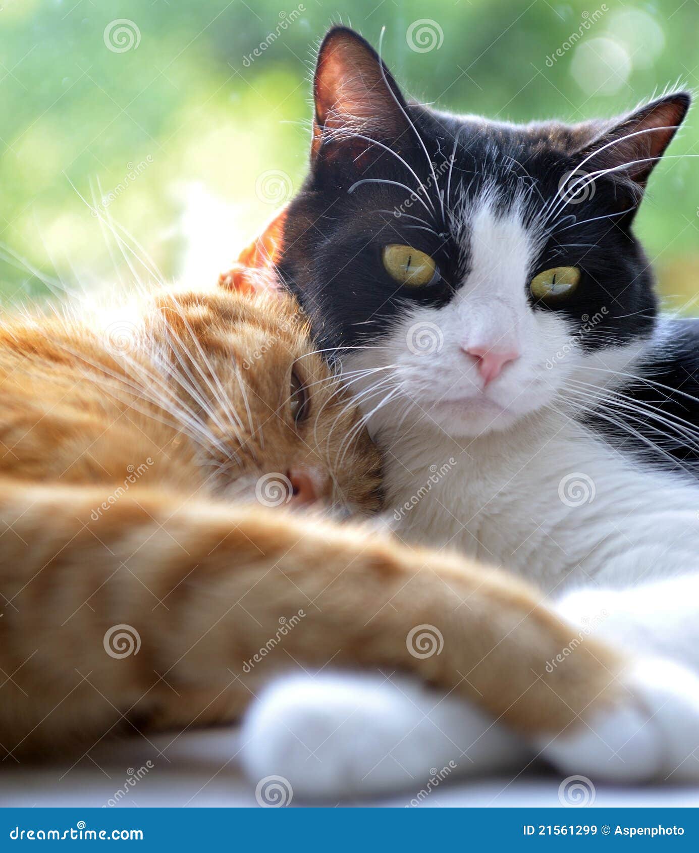 Two Cats Snuggle With Each Other In Window Royalty-Free Stock ...