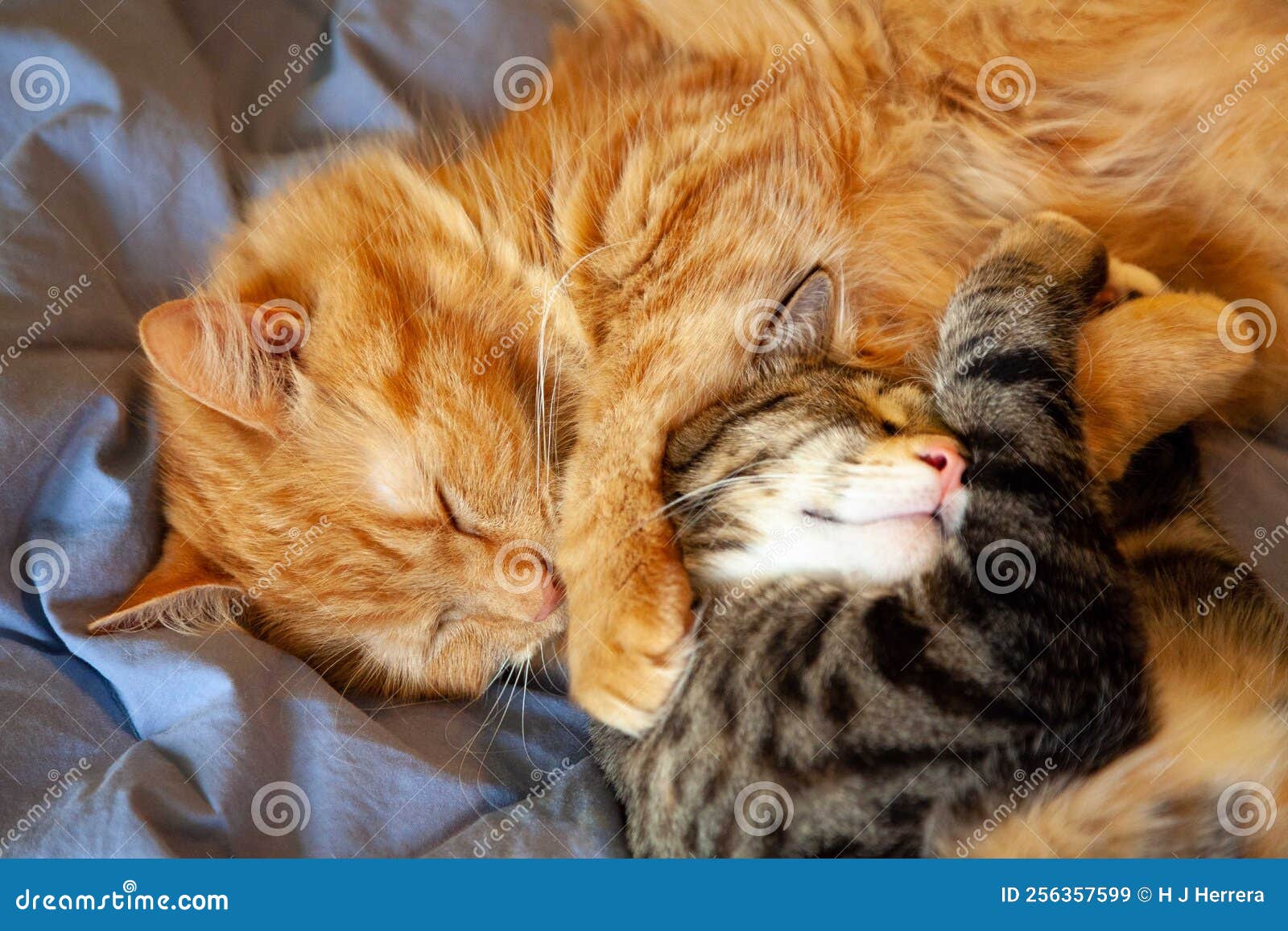 Two Cats Snuggled Together stock image. Image of mammal - 256357599