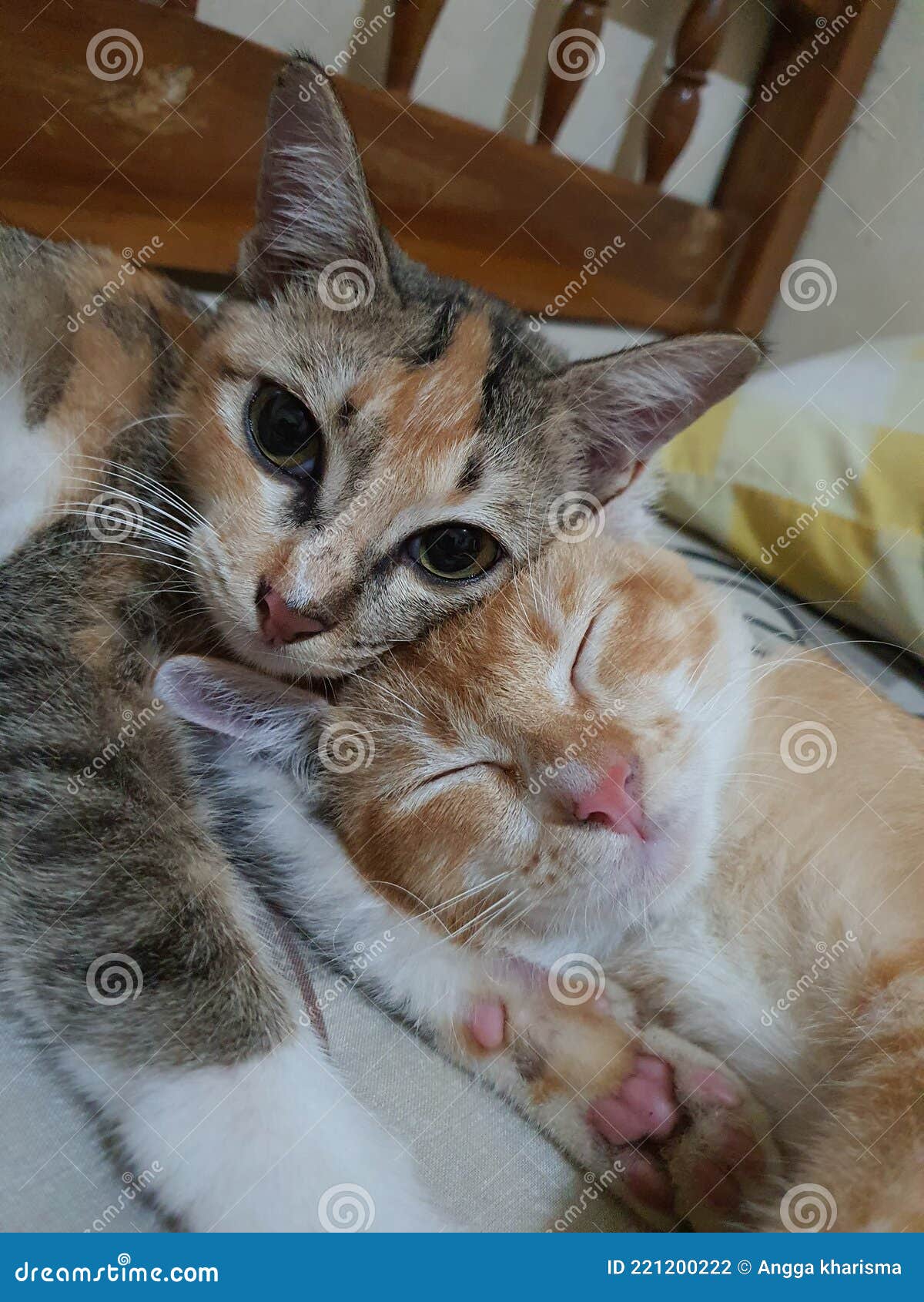 Two cats snuggling stock photo. Image of snout, kitten - 221200222