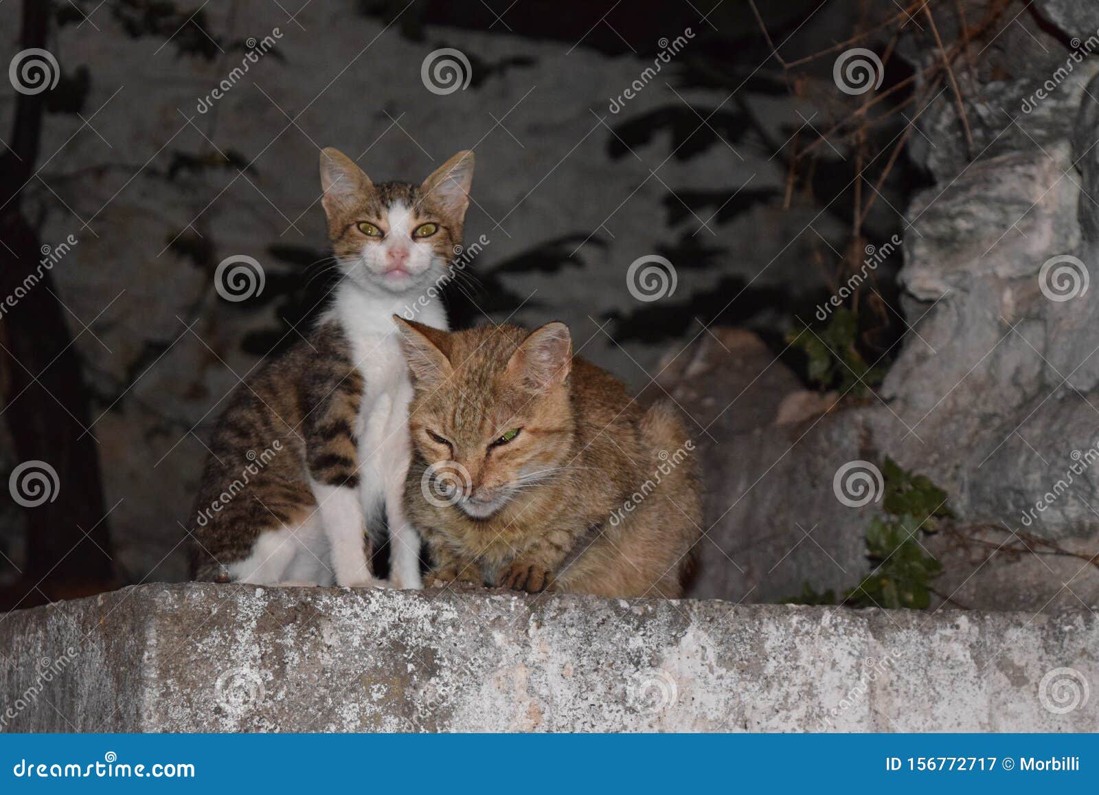 Two Cats Are Standing In The Room In Front Of The Open Door And Royalty ...
