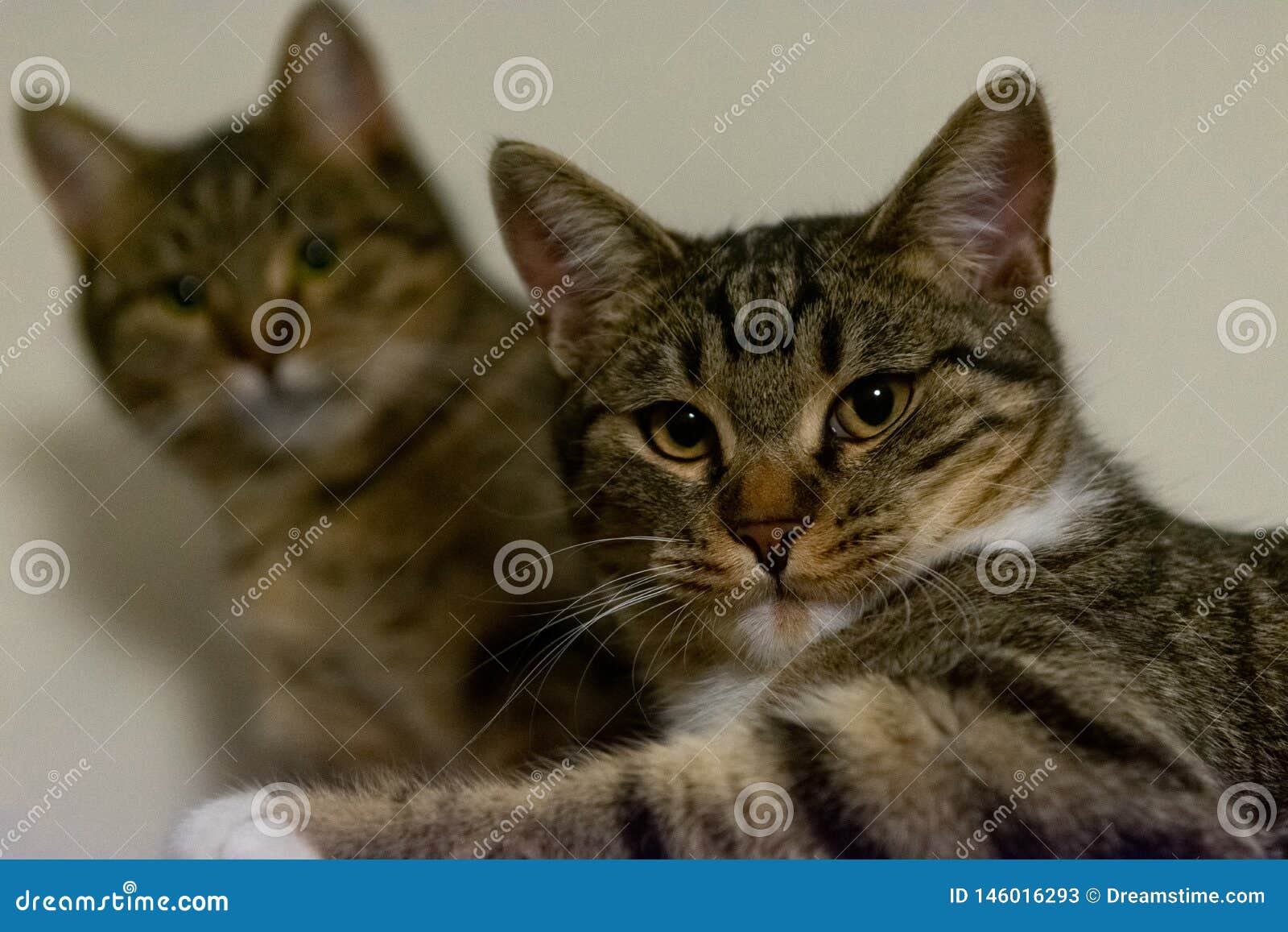 Two Cats Staring at the Camera Stock Image - Image of kitty, front ...