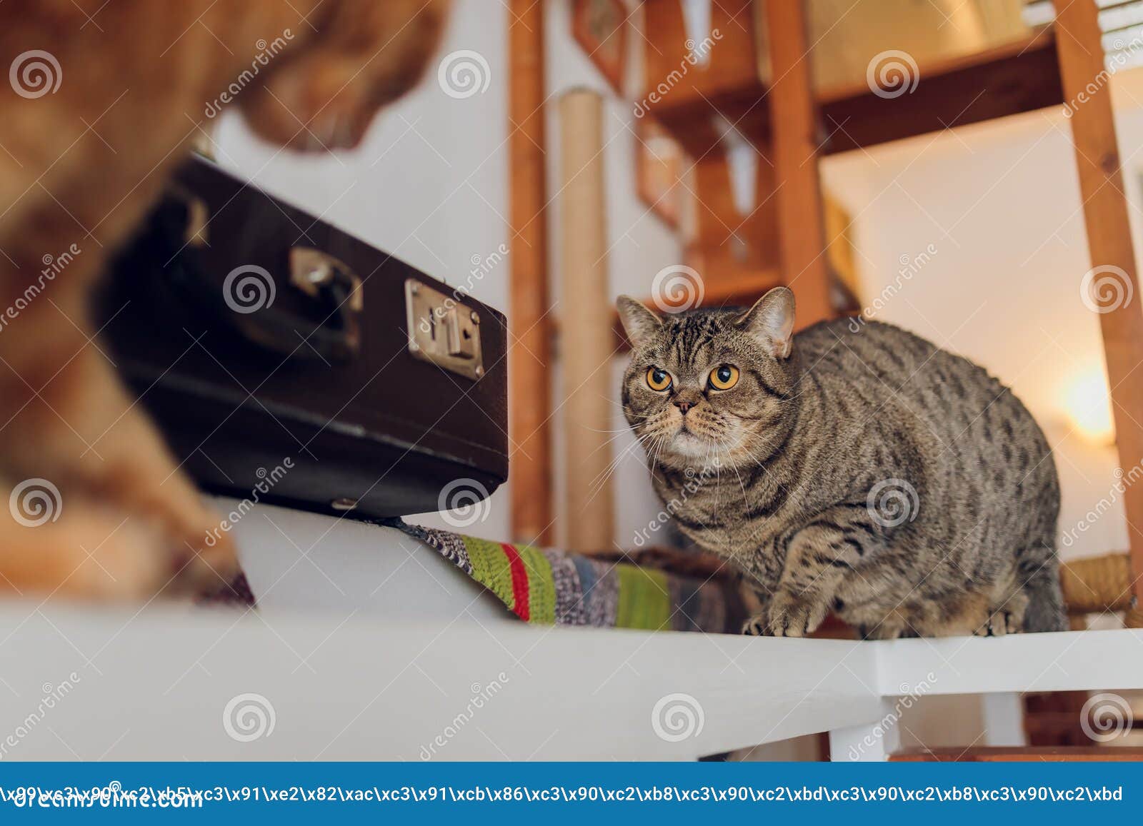 Two Cats Start Fighting with Angry Face. Stock Photo - Image of fear ...