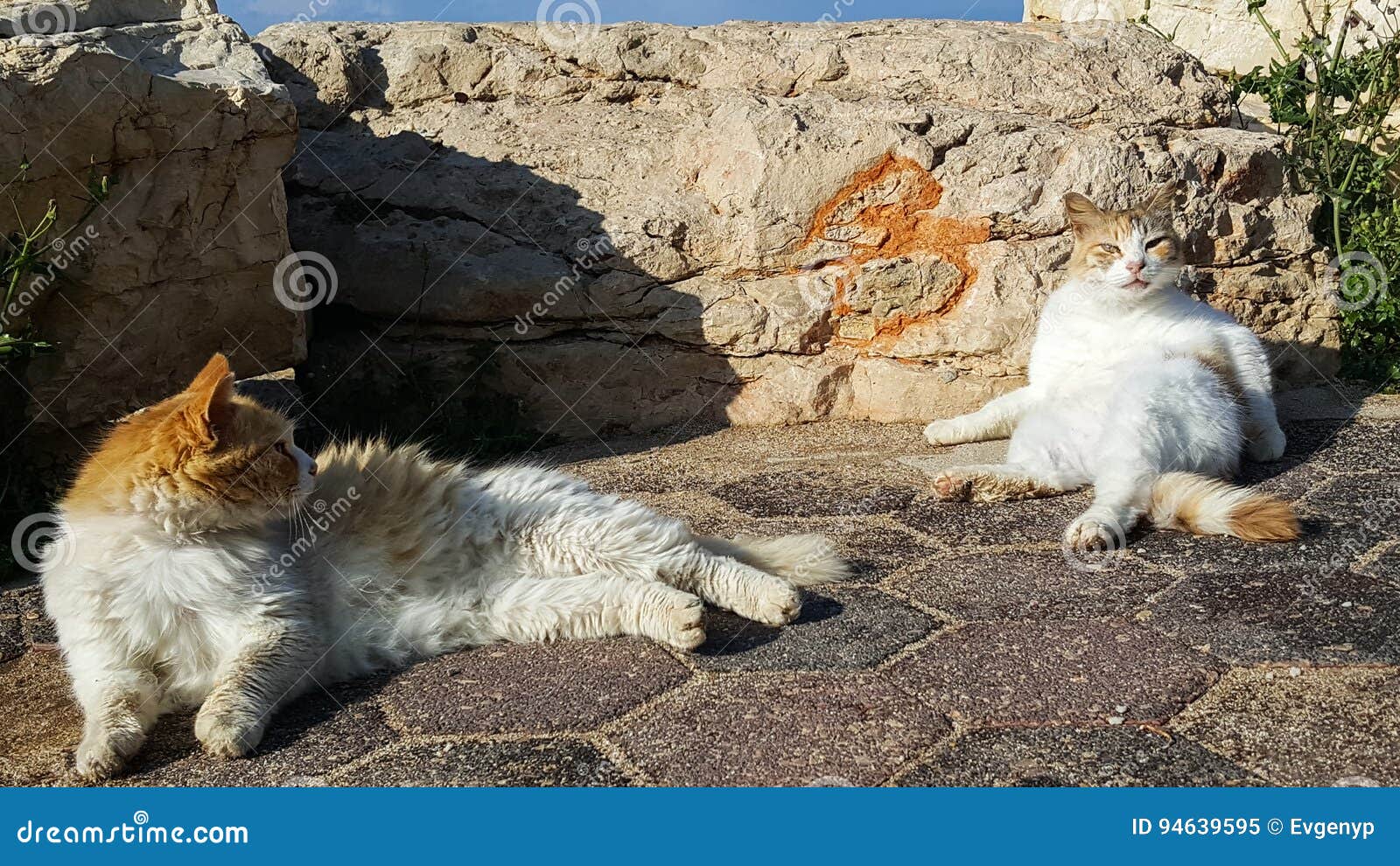 Two Cats are Sunbathing and Basking in the Sun Stock Image - Image of ...