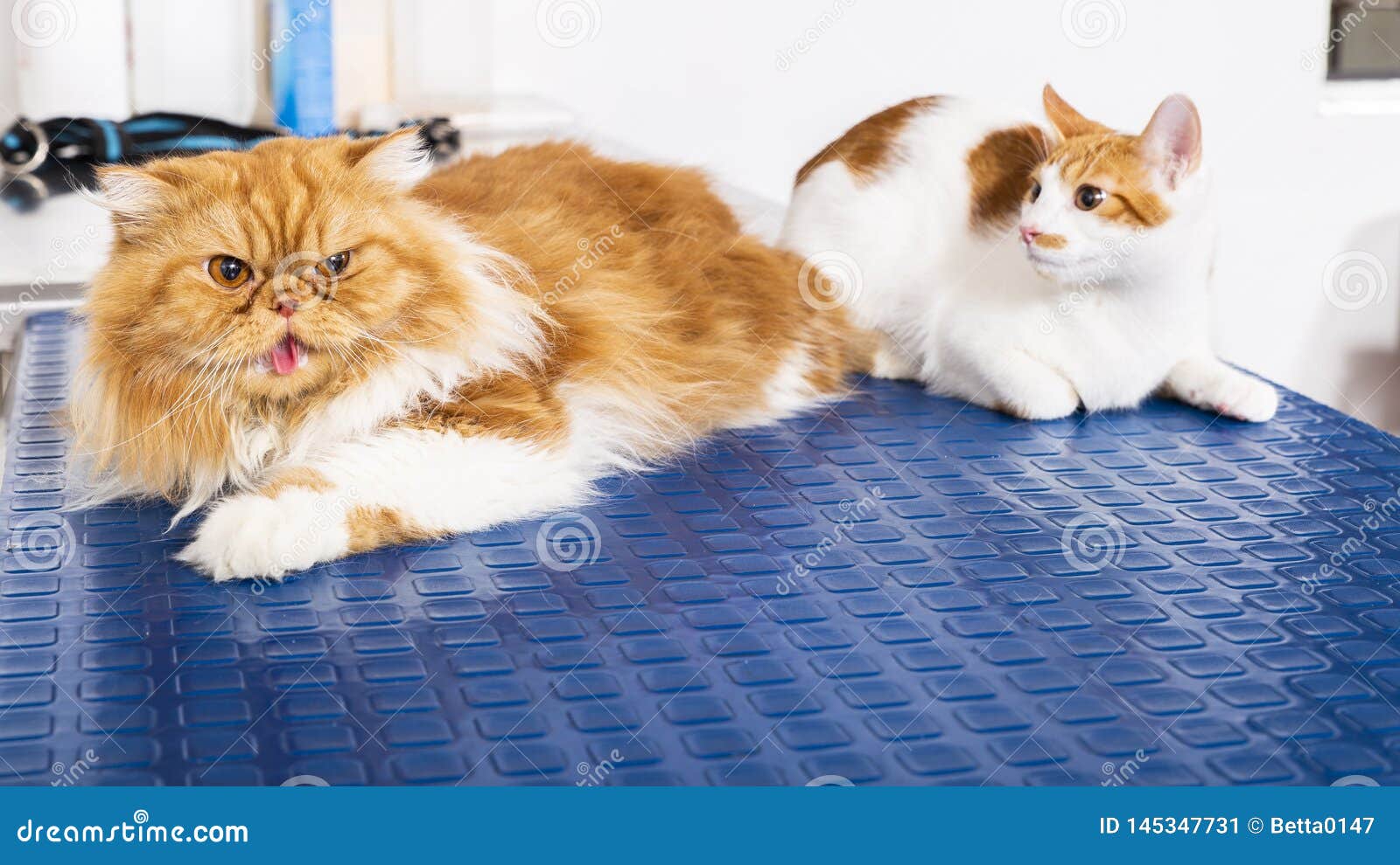 Two Cats on the Table of a Veterinarian Stock Image - Image of ...