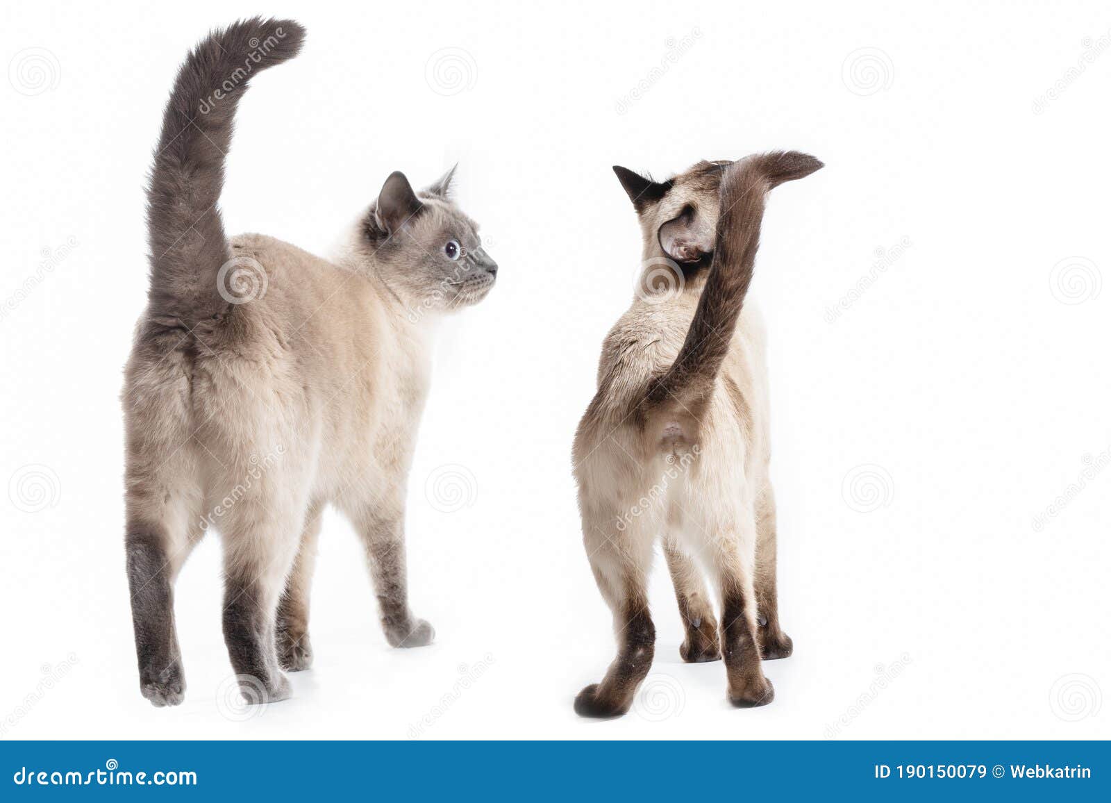 Two Cats Of The Thai Breed Stand Back To The Viewer Royalty-Free Stock ...