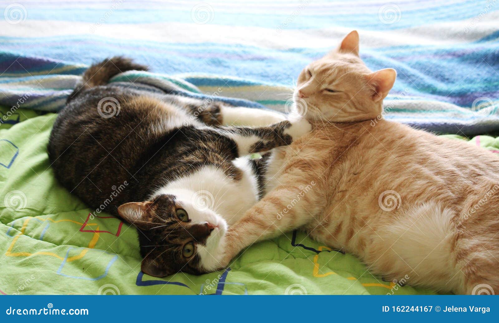Two cats stock image. Image of together, grey, love - 162244167