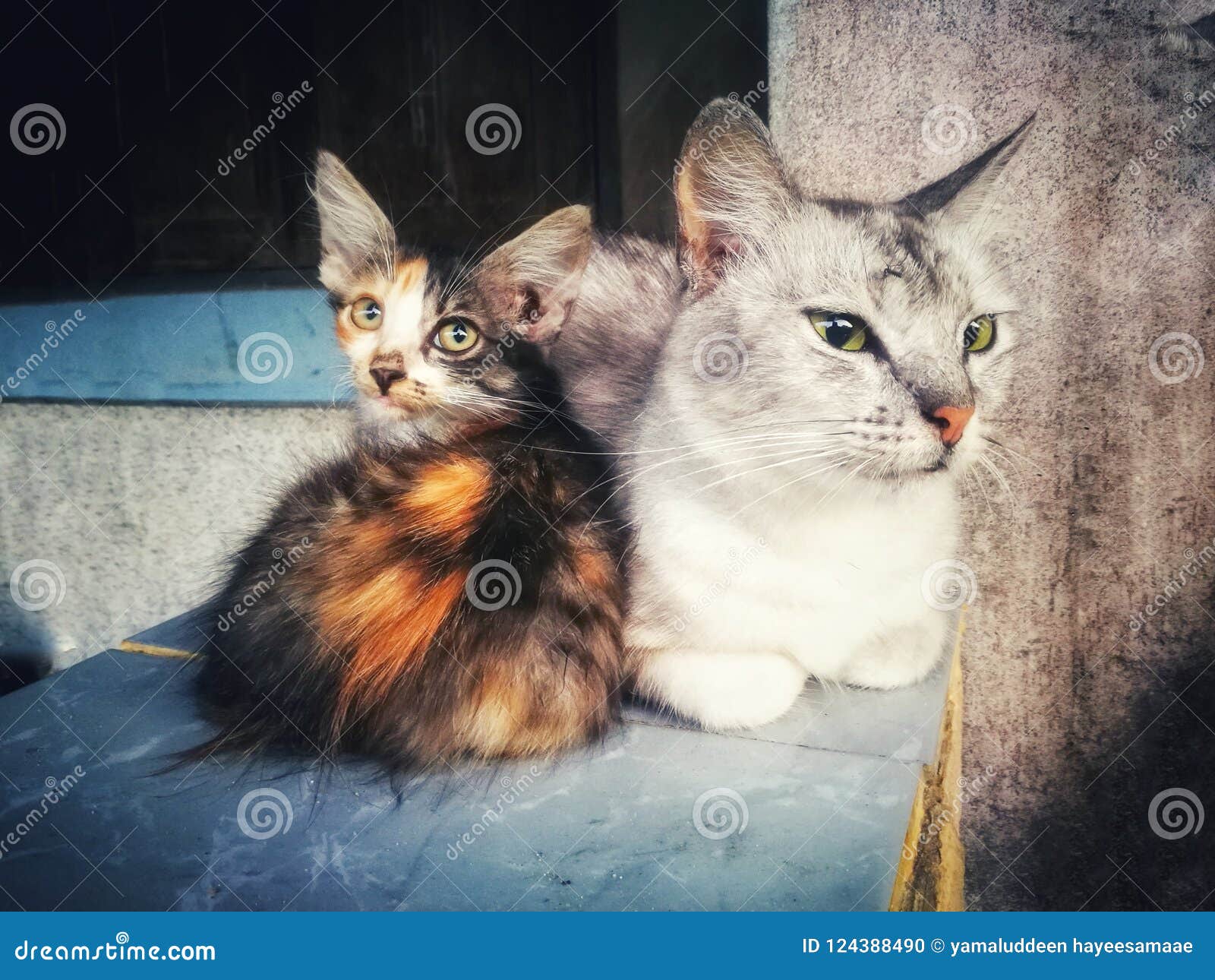 Two cats stock photo. Image of wall, mammal, wildlife - 124388490