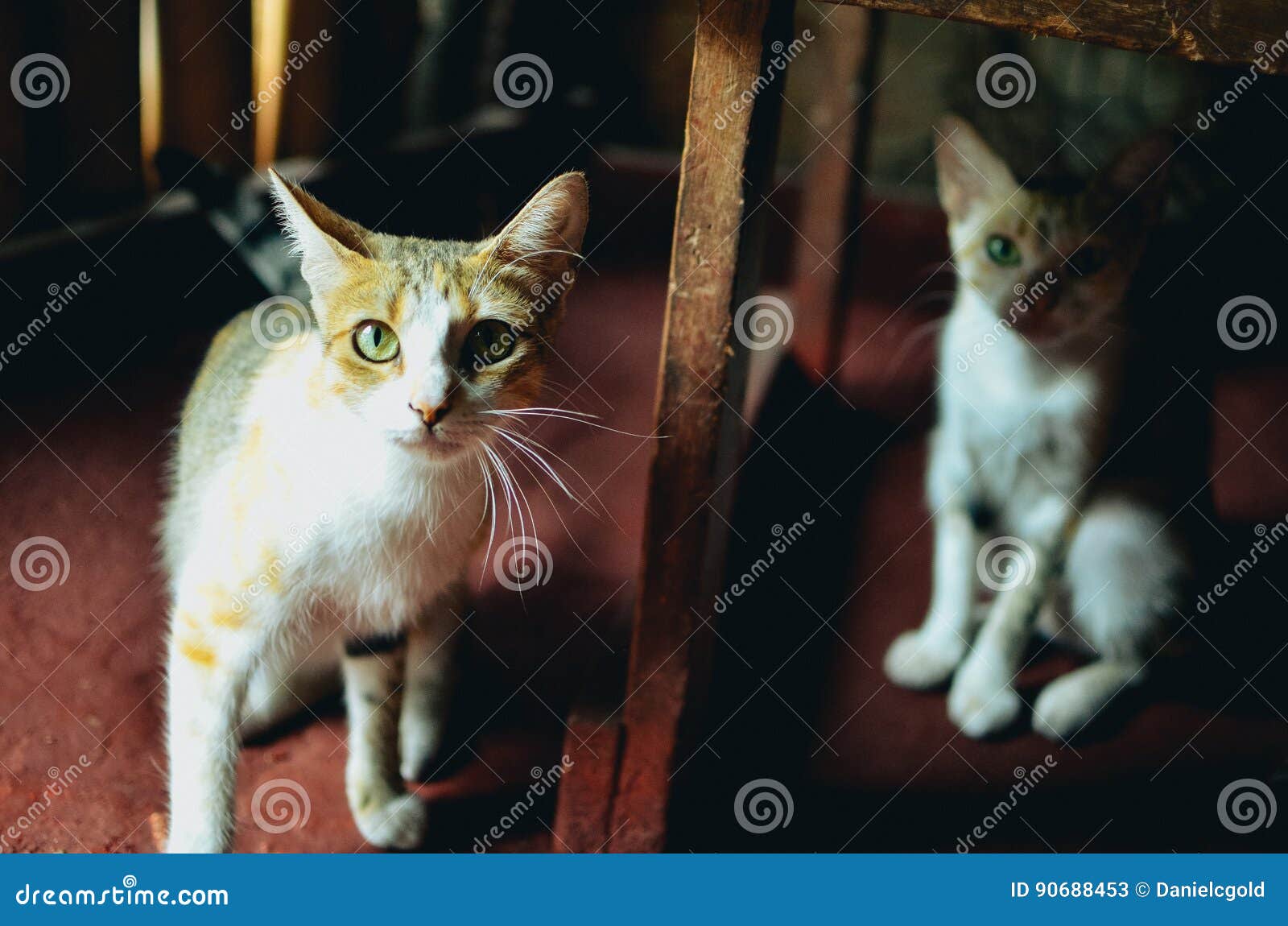 Two cats under the table stock image. Image of looking - 90688453