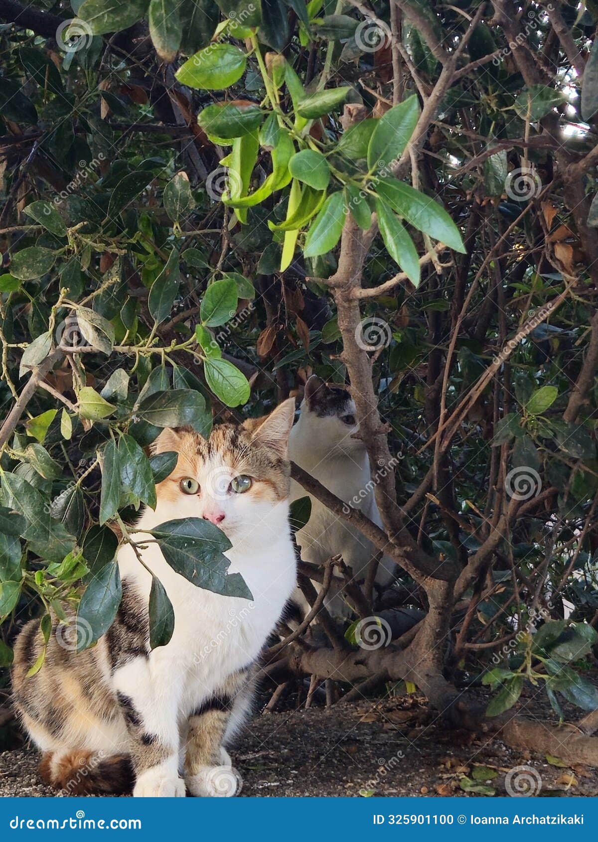 Two cats under a tree stock photo. Image of greece, beautiful - 325901100
