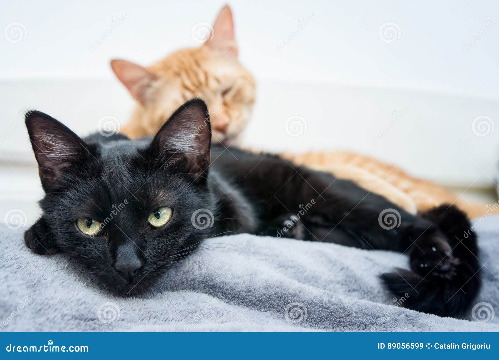 Two Cats Waking Up Together Stock Photos - Free & Royalty-Free Stock ...