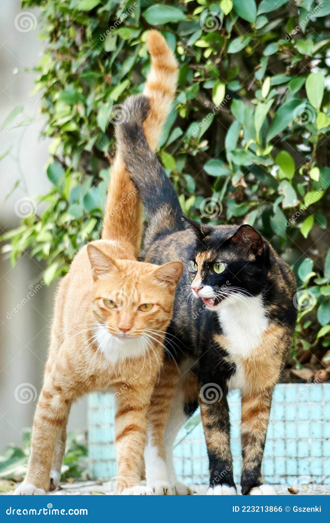 Two Cats are Walking Around in the Garden. Stock Photo - Image of ...