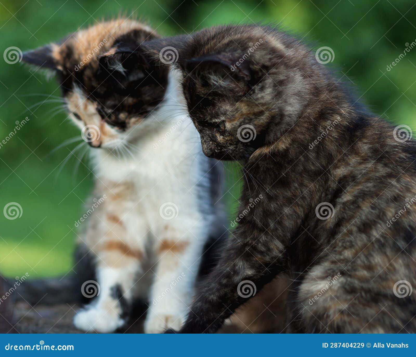 Two cats stock image. Image of home, outdoor, feline - 287404229