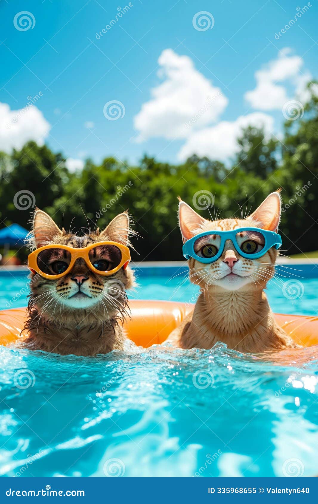 Two Cats Wearing Sunglasses in a Swimming Pool Stock Image - Image of ...