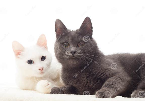 Two cats stock photo. Image of isolated, kitten, feline - 45649824