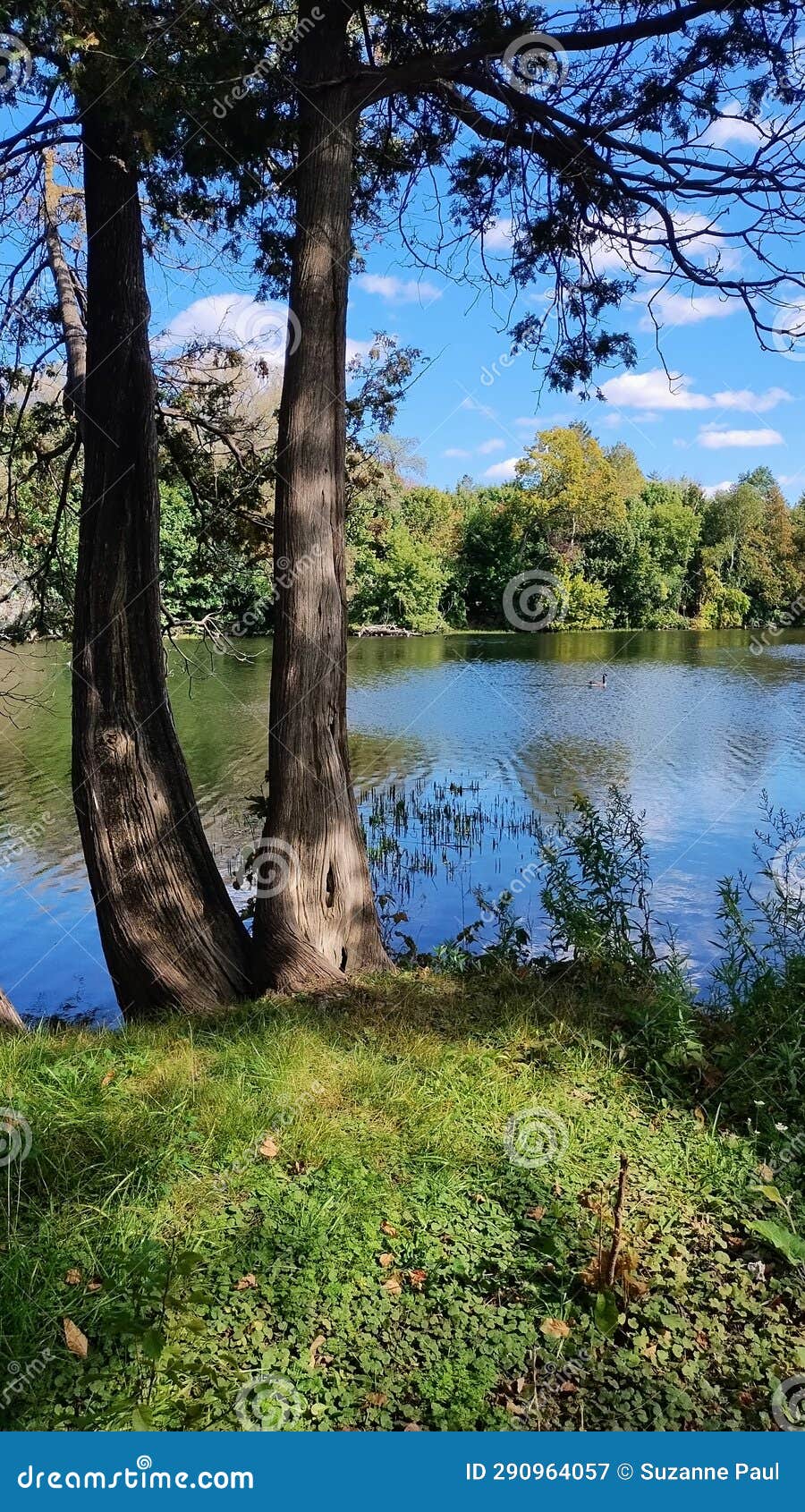 Two Cedar Trees Set Against Blue Sky Reflection on Water Stock Image ...