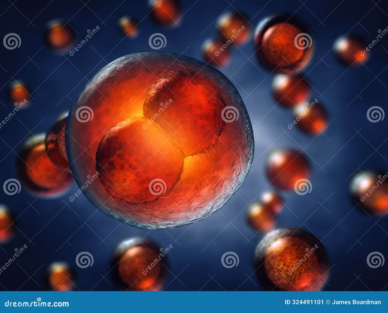 Two-cell Embryo , 3d Illustration Stock Illustration - Illustration of ...