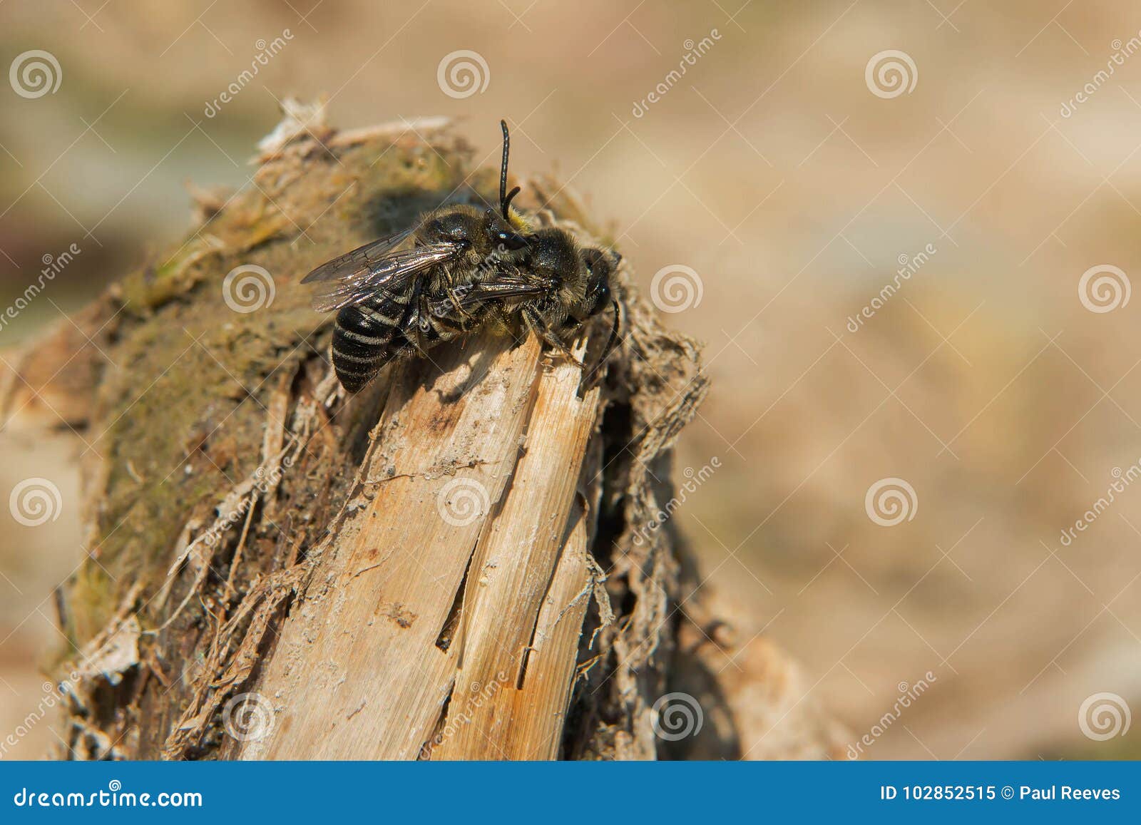 Aster Cellophane Bee - Colletes Compactus Stock Image - Image of ...