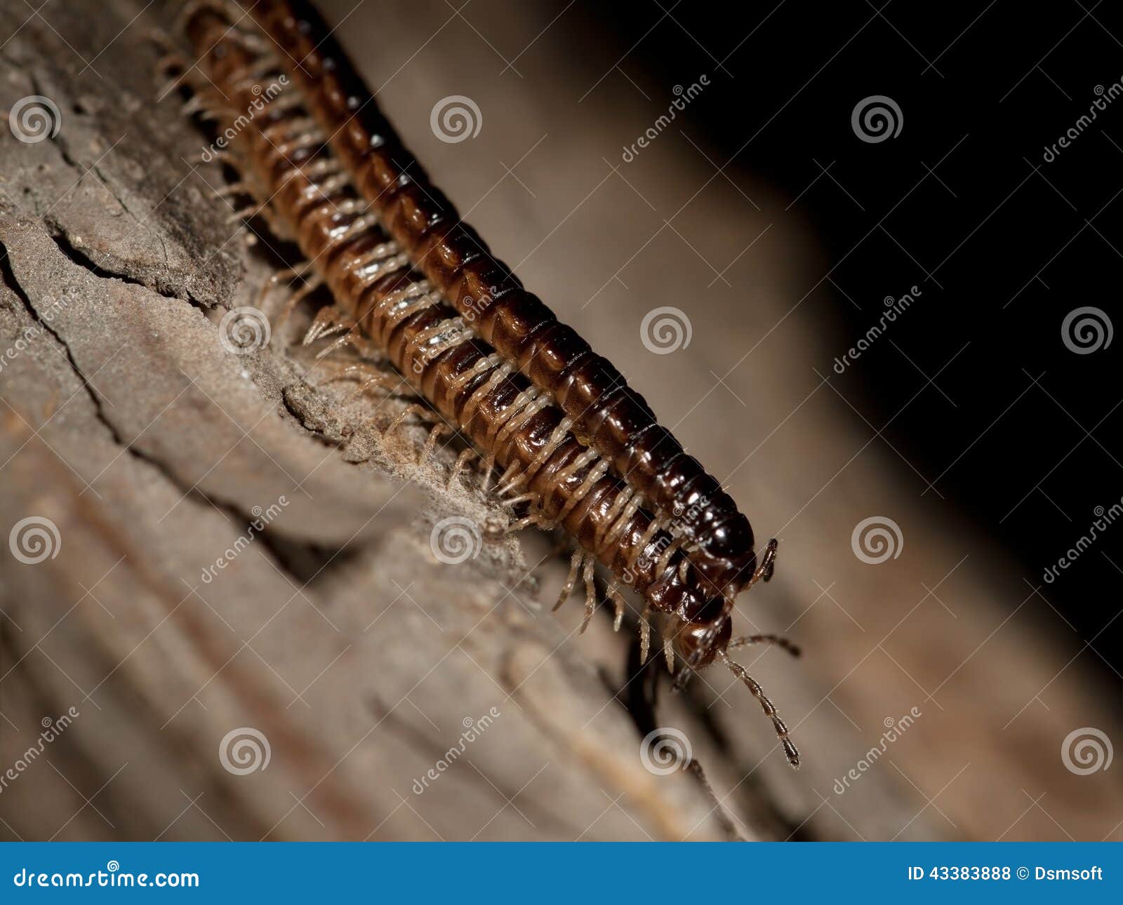 Two Centipedes on a Tree Bark Stock Photo - Image of macro, pair: 43383888