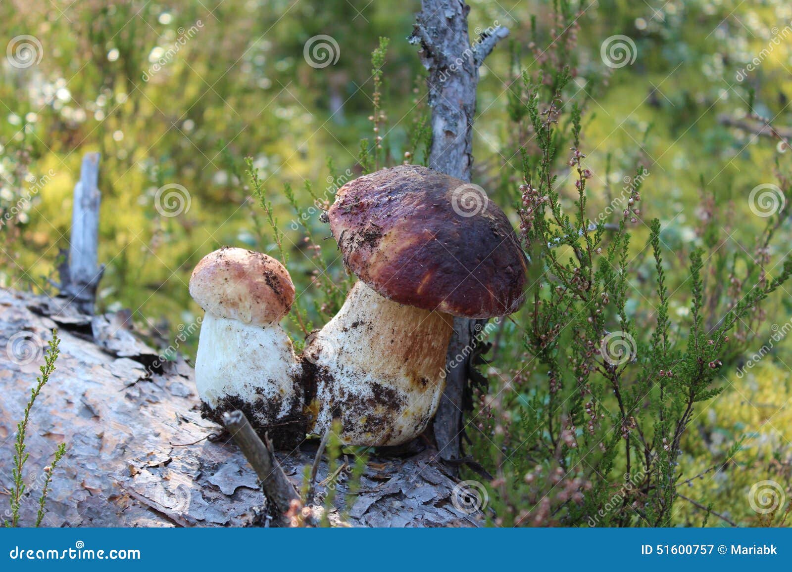 Two Cepes Mushrooms in the Forest Stock Image - Image of district ...