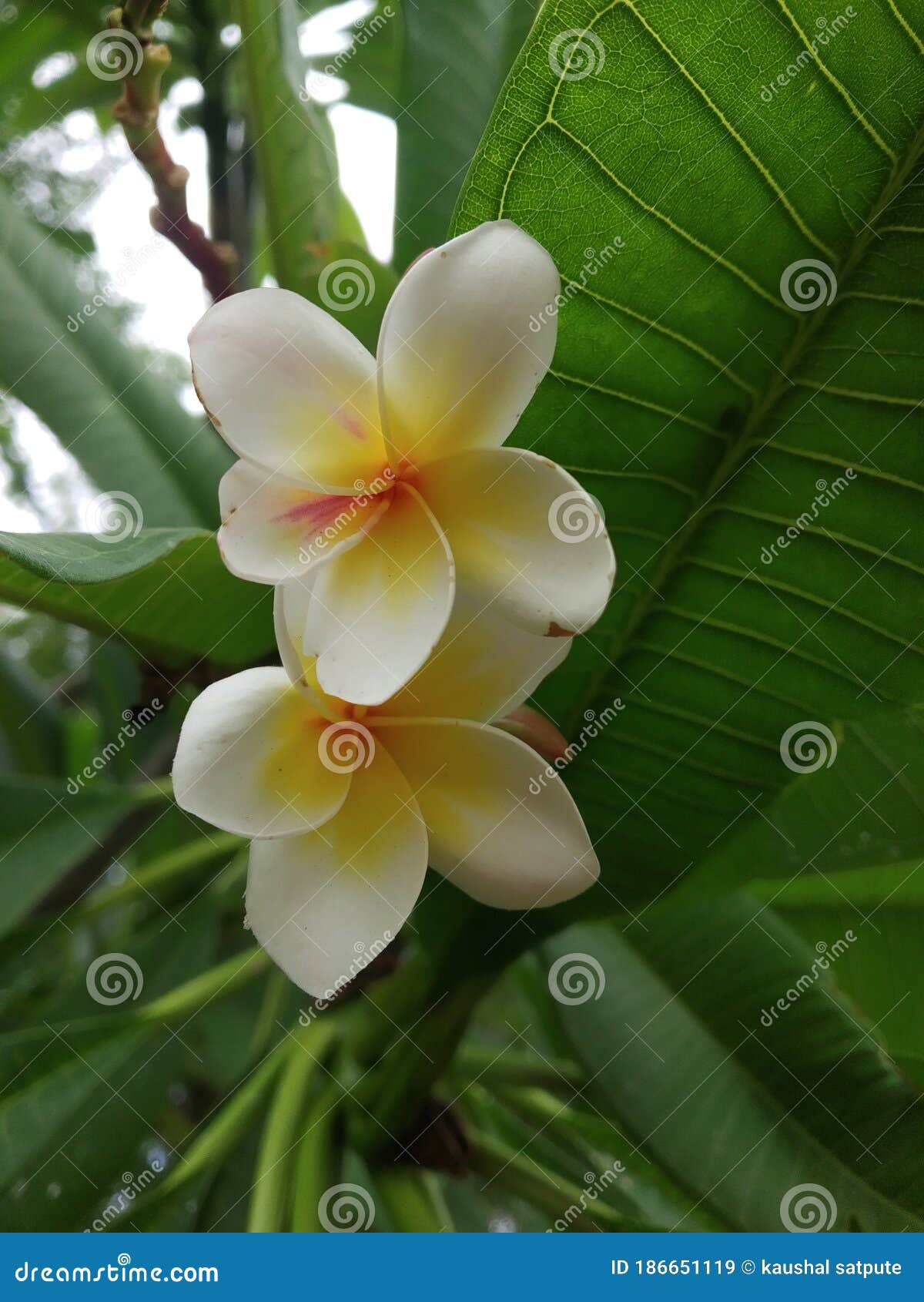 Two Chafa Flowers with Leaf Stock Image - Image of flowers, leaf: 186651119