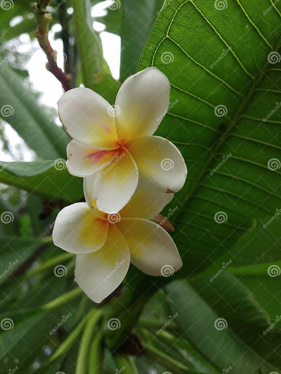 Two Chafa Flowers with Leaf Stock Image - Image of flowers, leaf: 186651119