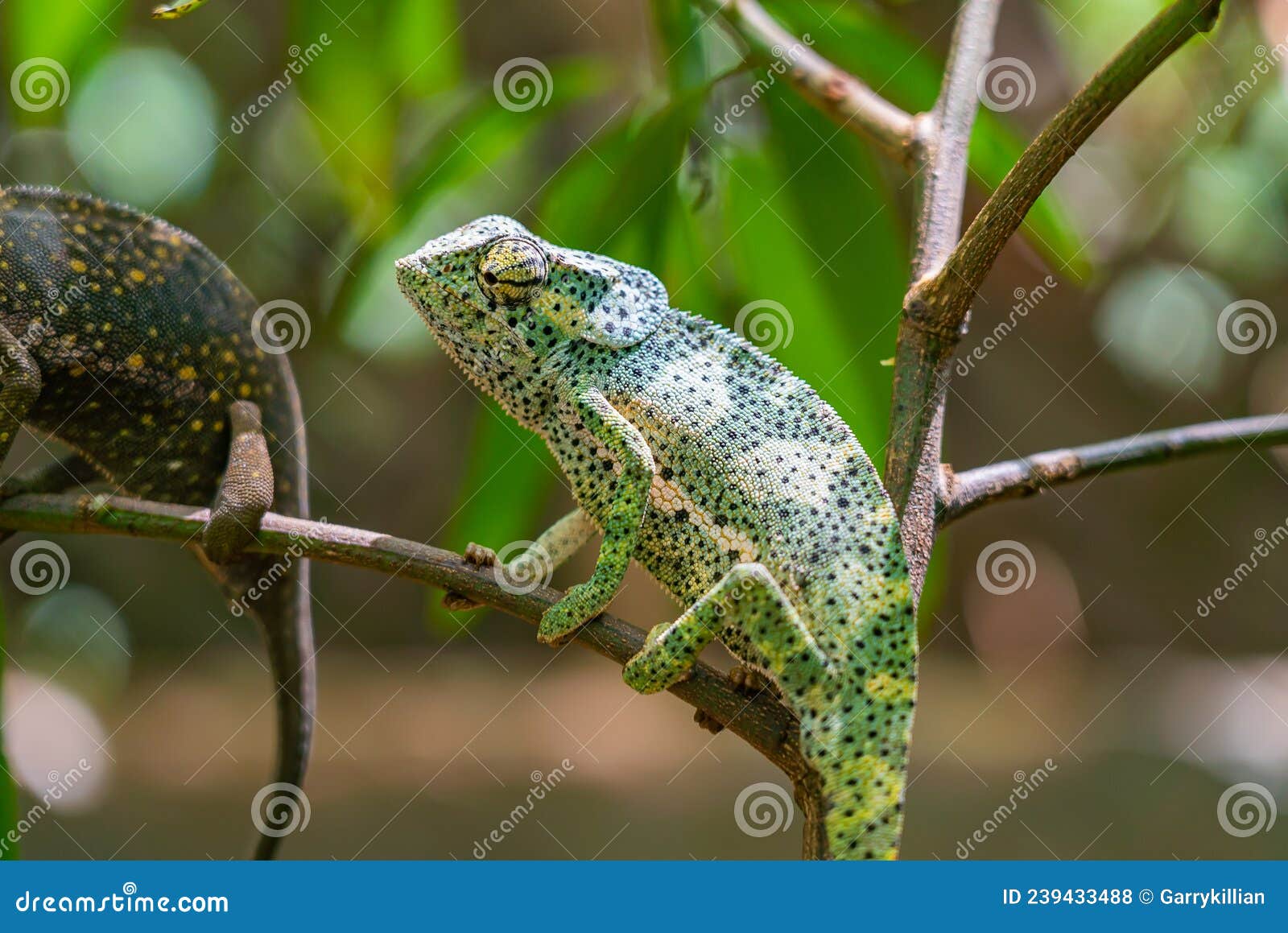 Two Chameleons on a Branch. Chameleo on Zanzibar Stock Photo - Image of ...