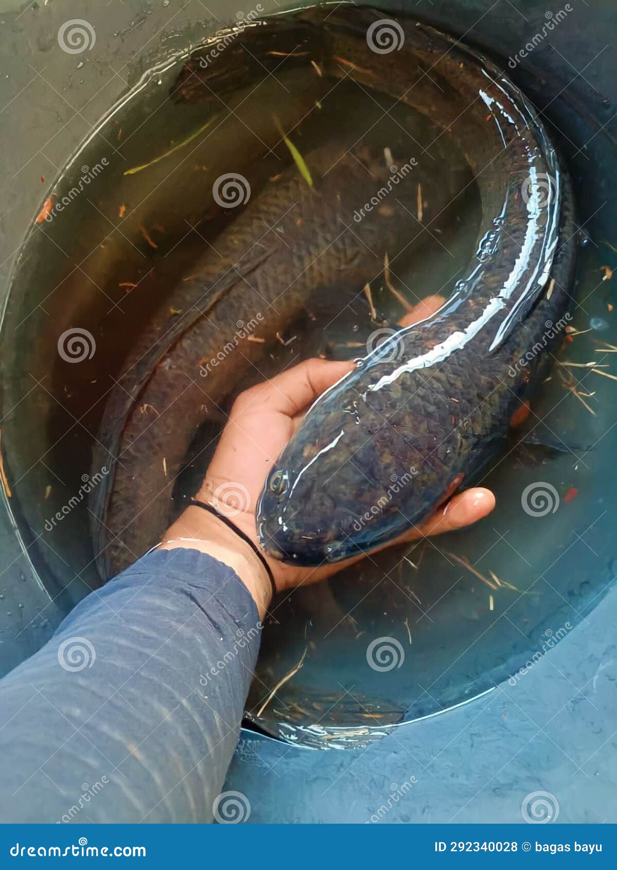 Two chana fish were caught stock photo. Image of fish - 292340028