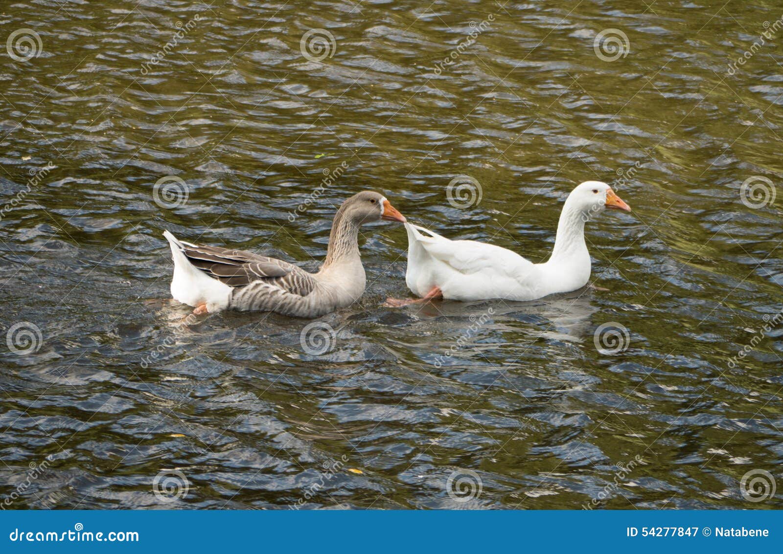 Two cheerful goose stock image. Image of white, pond - 54277847