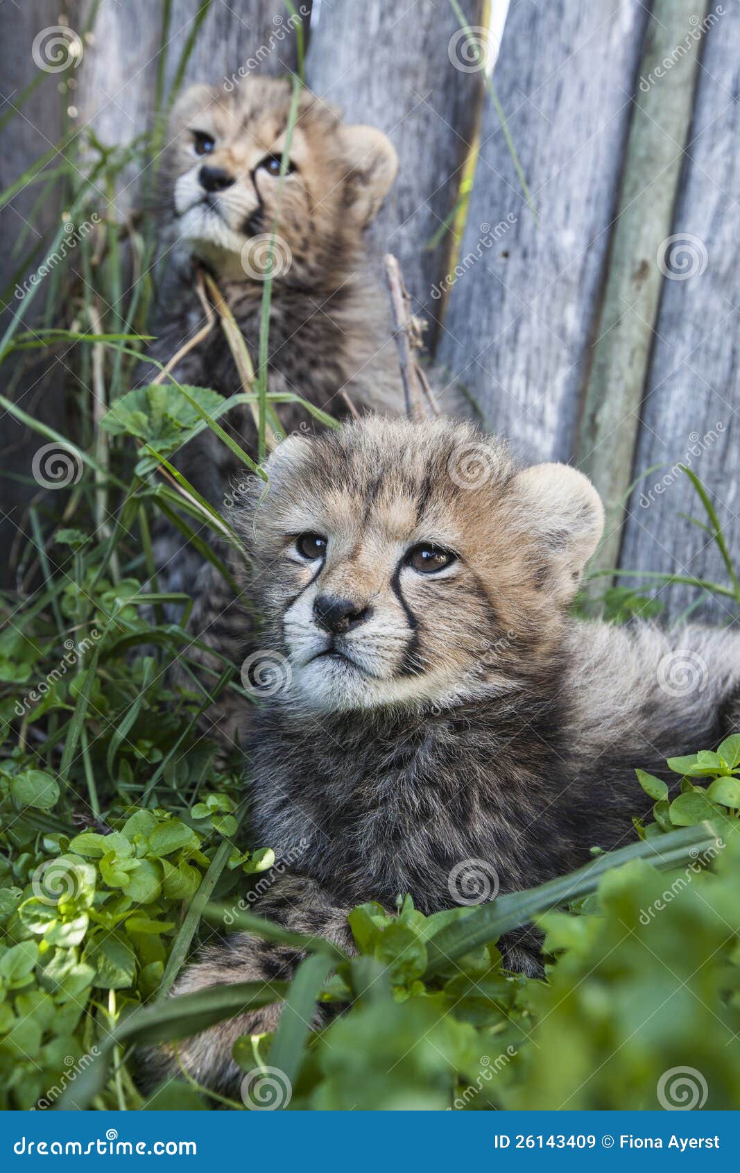 Two Cheetah Cubs stock image. Image of acinonyx, cubs - 26143409