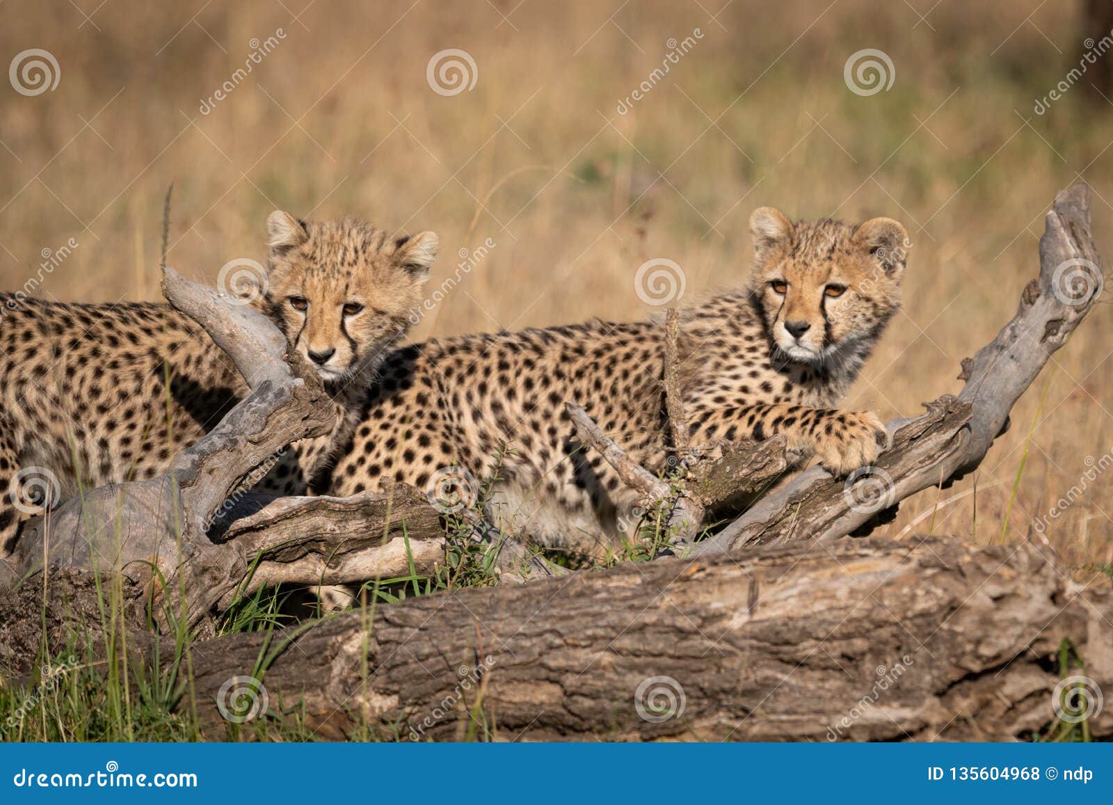 Two Cheetah Cubs Look Left Behind Log Stock Photo - Image of wildlife ...
