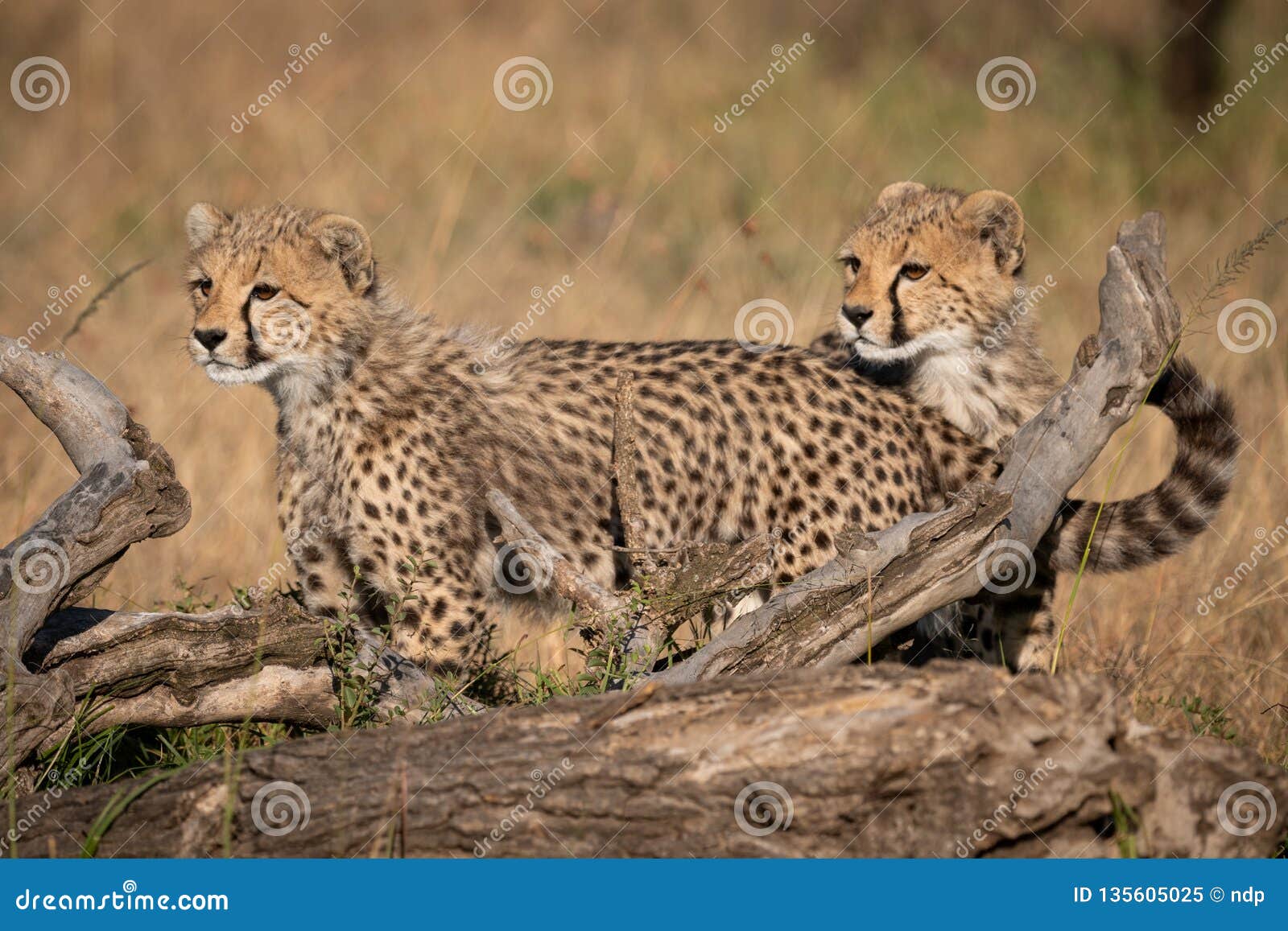 Two Cheetah Cubs Looking Left Behind Log Stock Image - Image of branch ...