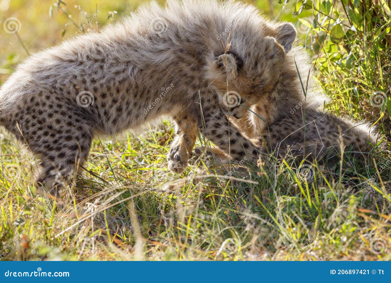 Two Cheetah Cubs Play with Each Other in the Grass Stock Image - Image ...