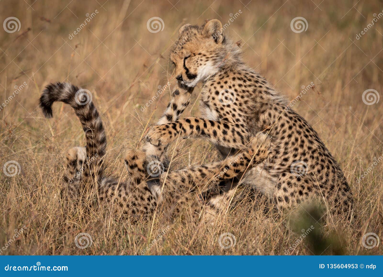 Two Cheetah Cubs Play Fight in Grass Stock Image - Image of plains ...