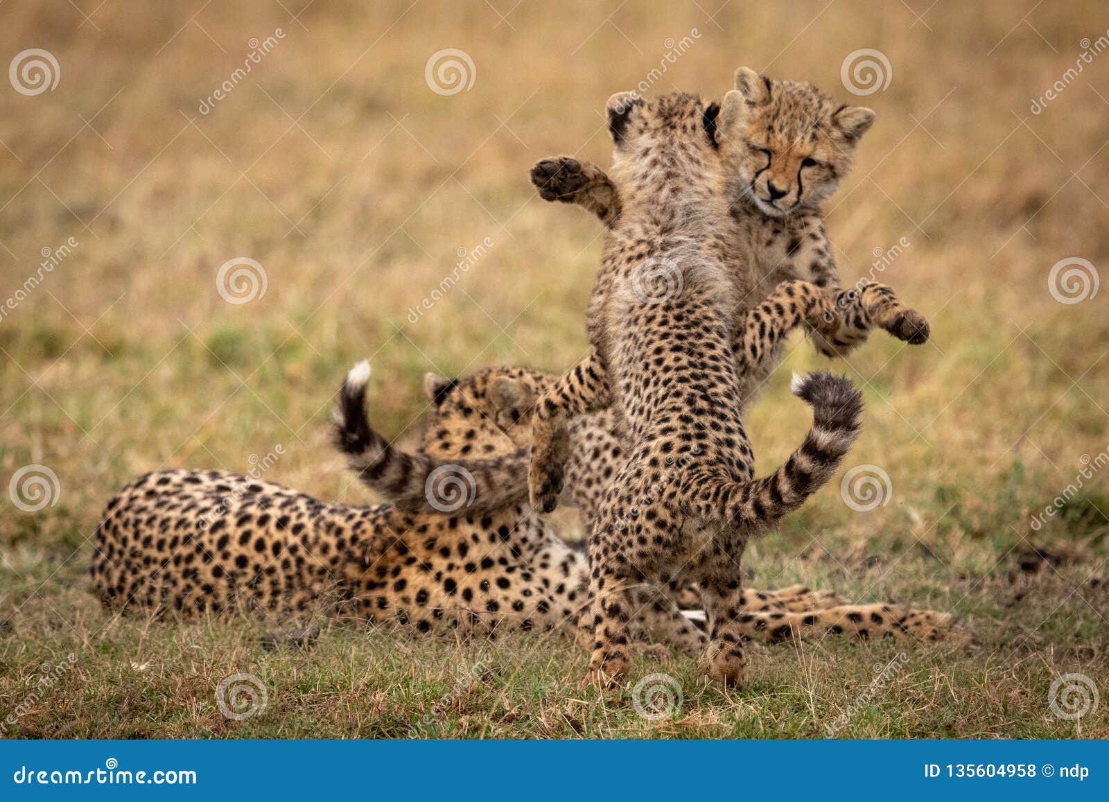 Two Cheetah Cubs Play Fighting beside Another Stock Photo - Image of ...