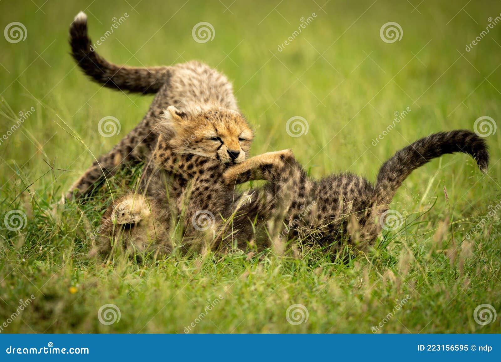 Two Cheetah Cubs Play Fighting on Grass Stock Image - Image of animals ...