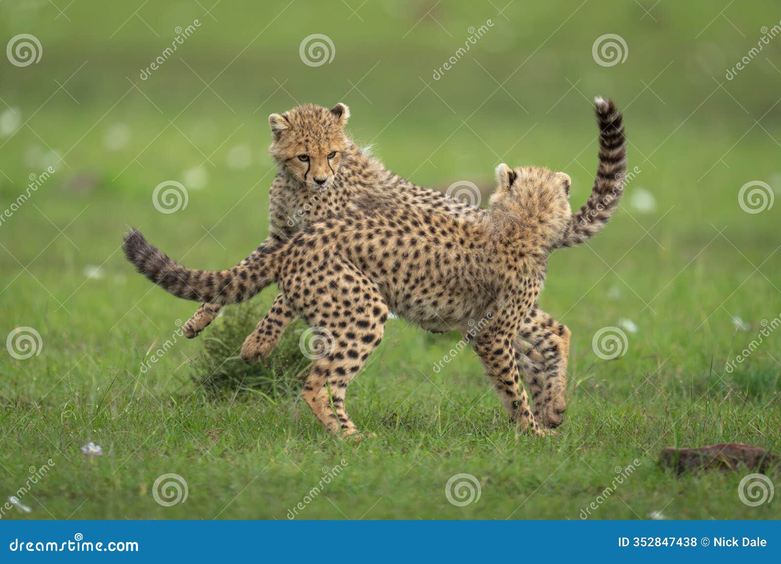Two Cheetah Cubs Play Fighting on Savannah Stock Photo - Image of ...