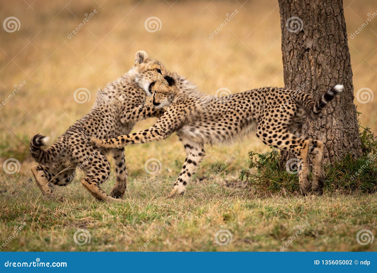 Two Cheetah Cubs Play Fighting Under Tree Stock Photo - Image of ...