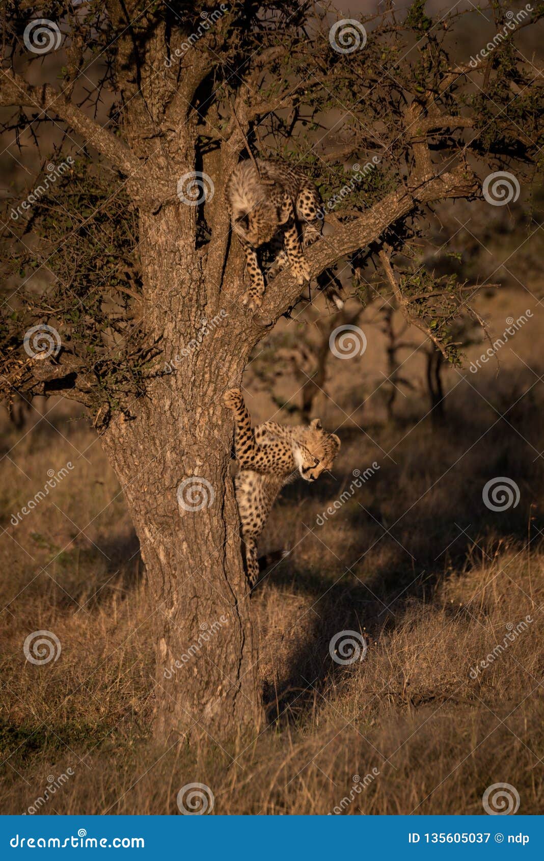 Two Cheetah Cubs Playing Together in Tree Stock Image - Image of young ...