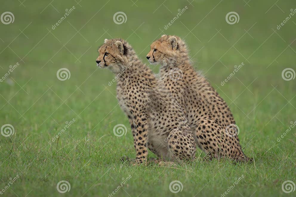 Two Cheetah Cubs Sit Together on Grass Stock Image - Image of feline ...