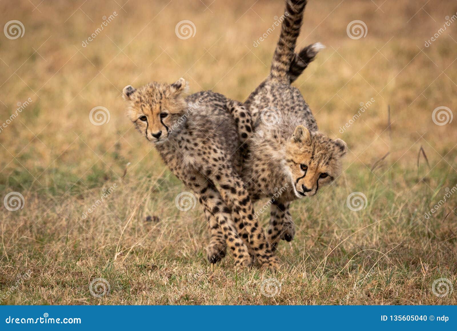 Two Cheetah Cubs Tangled Together while Running Stock Photo - Image of ...