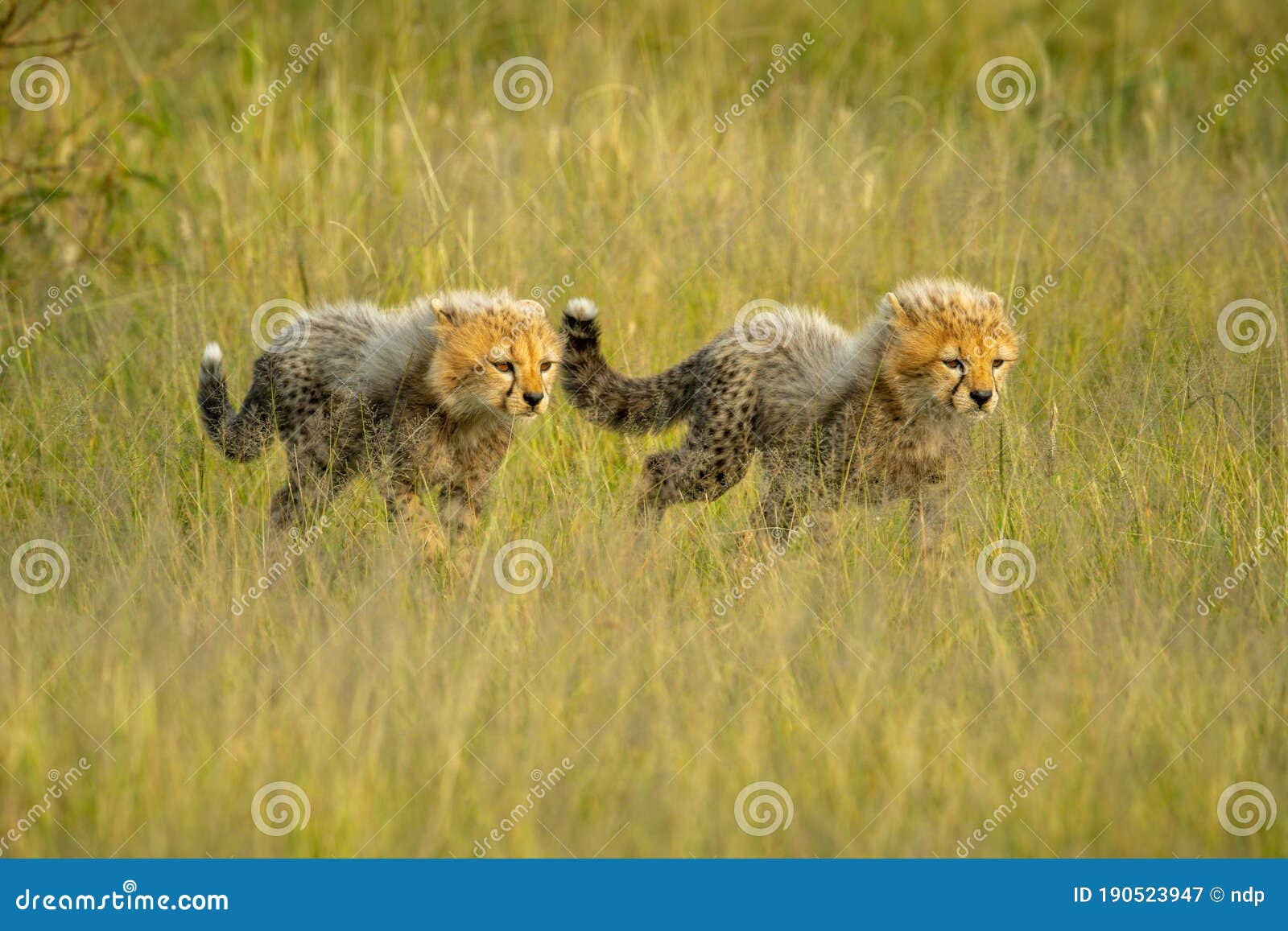 Two Cheetah Cubs Walk through Grass Together Stock Image - Image of ...