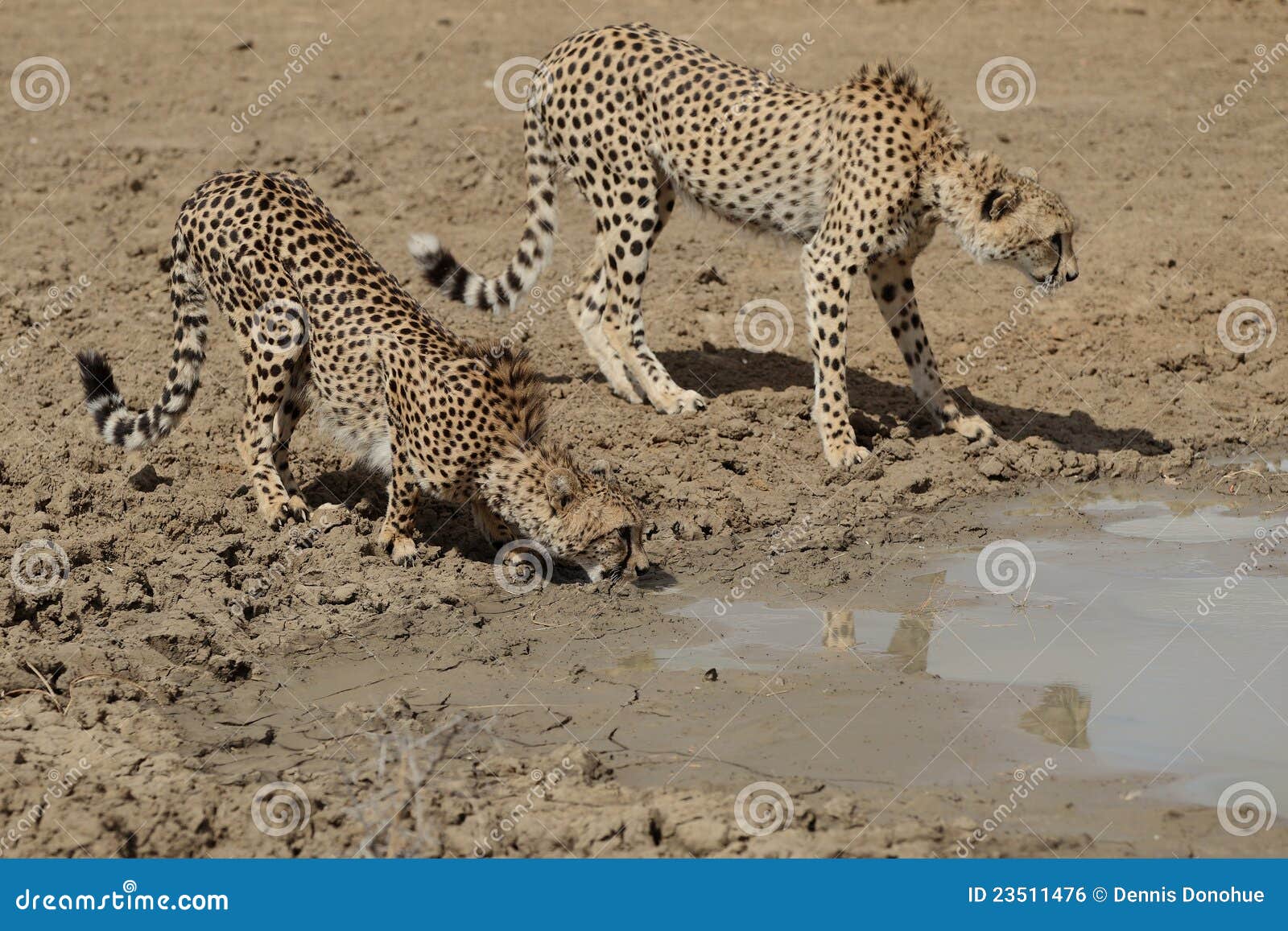Two Cheetah drinking water stock photo. Image of fastest - 23511476