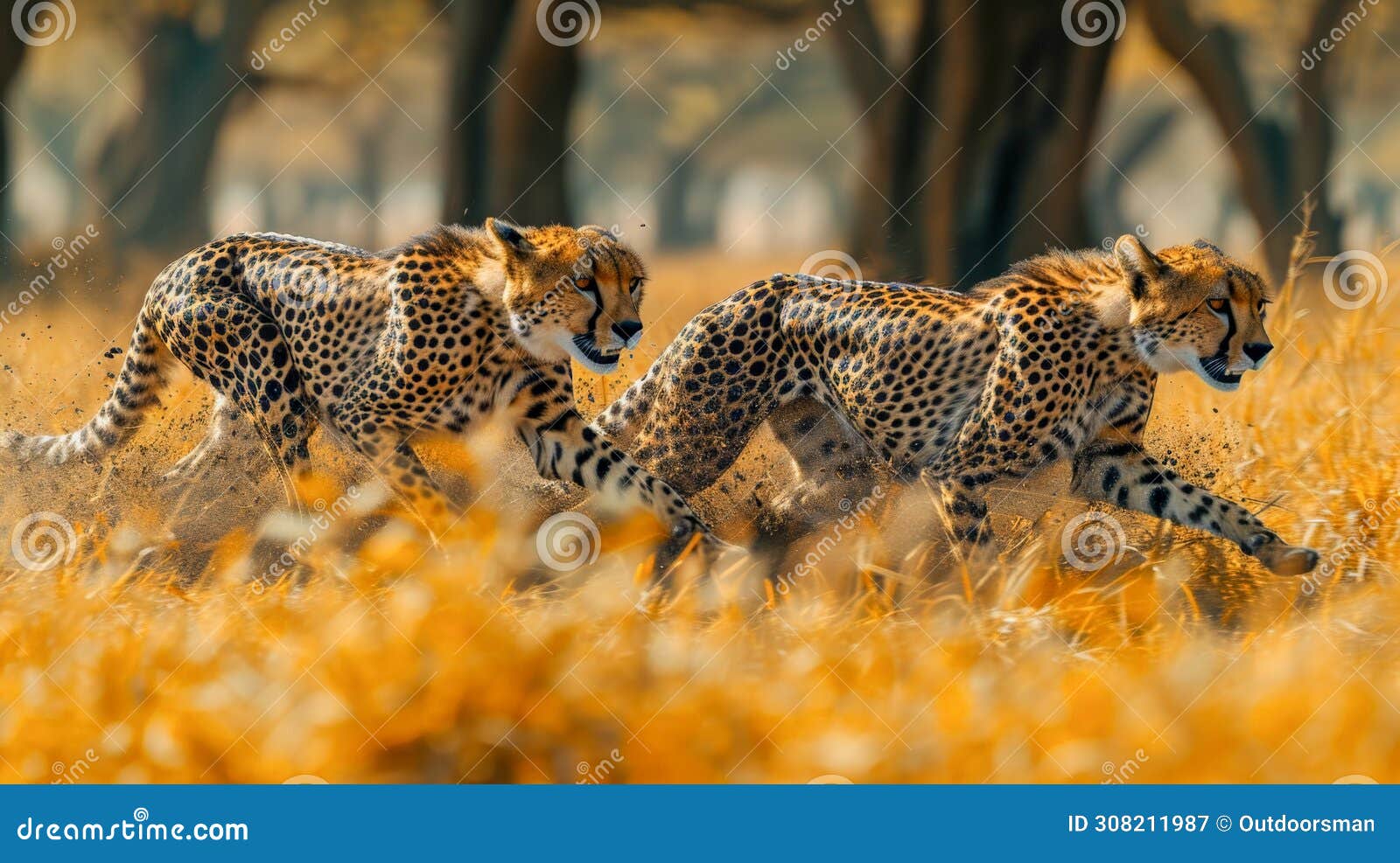 Two Cheetah Running Grasses Stock Illustration - Illustration of ...