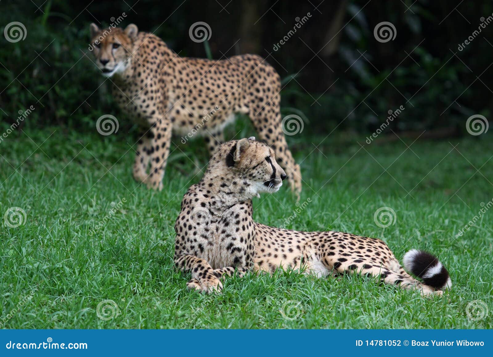 Two Cheetahs stock photo. Image of grass, elegant, color - 14781052