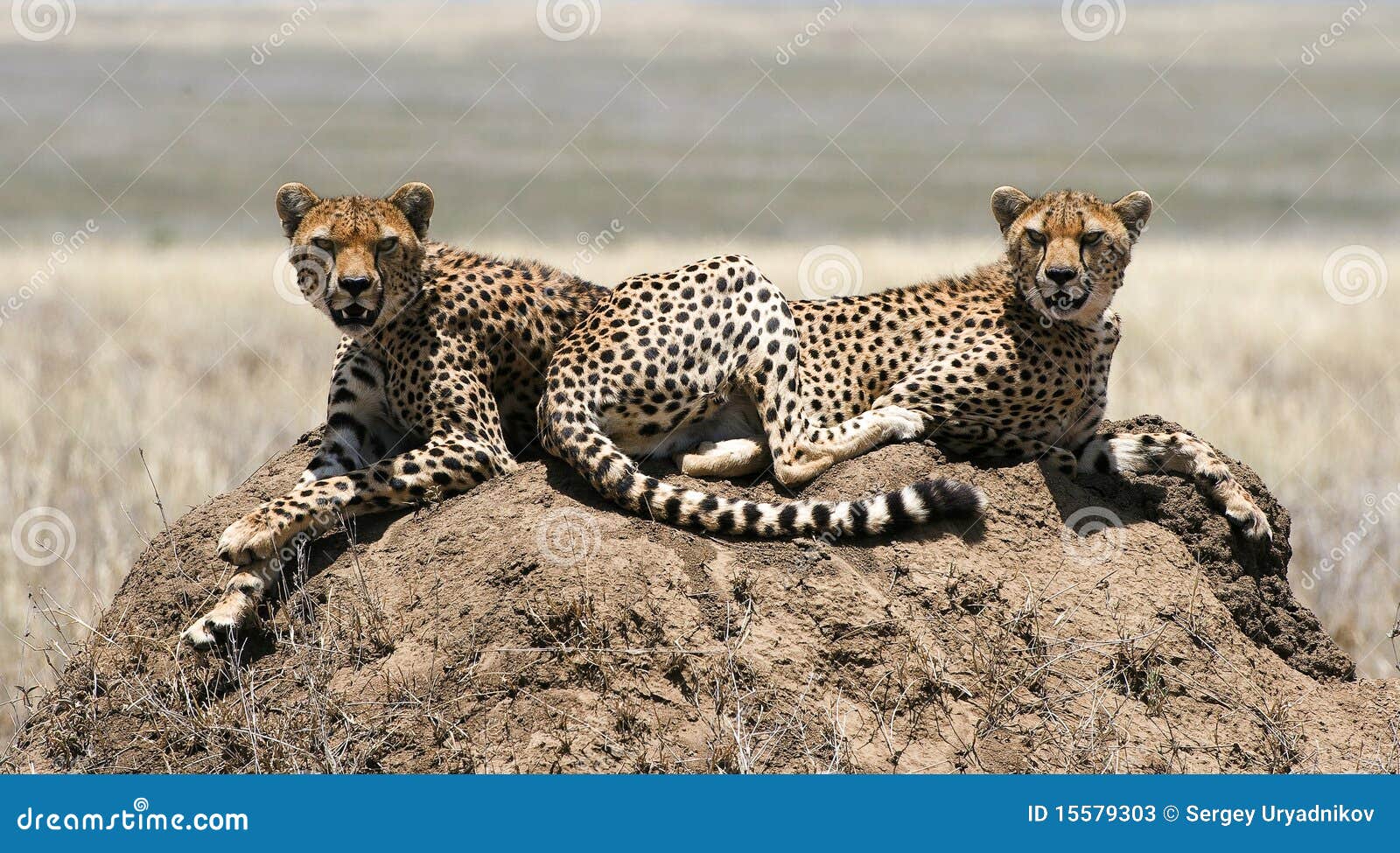 Two cheetahs. stock image. Image of focus, carnivore - 15579303