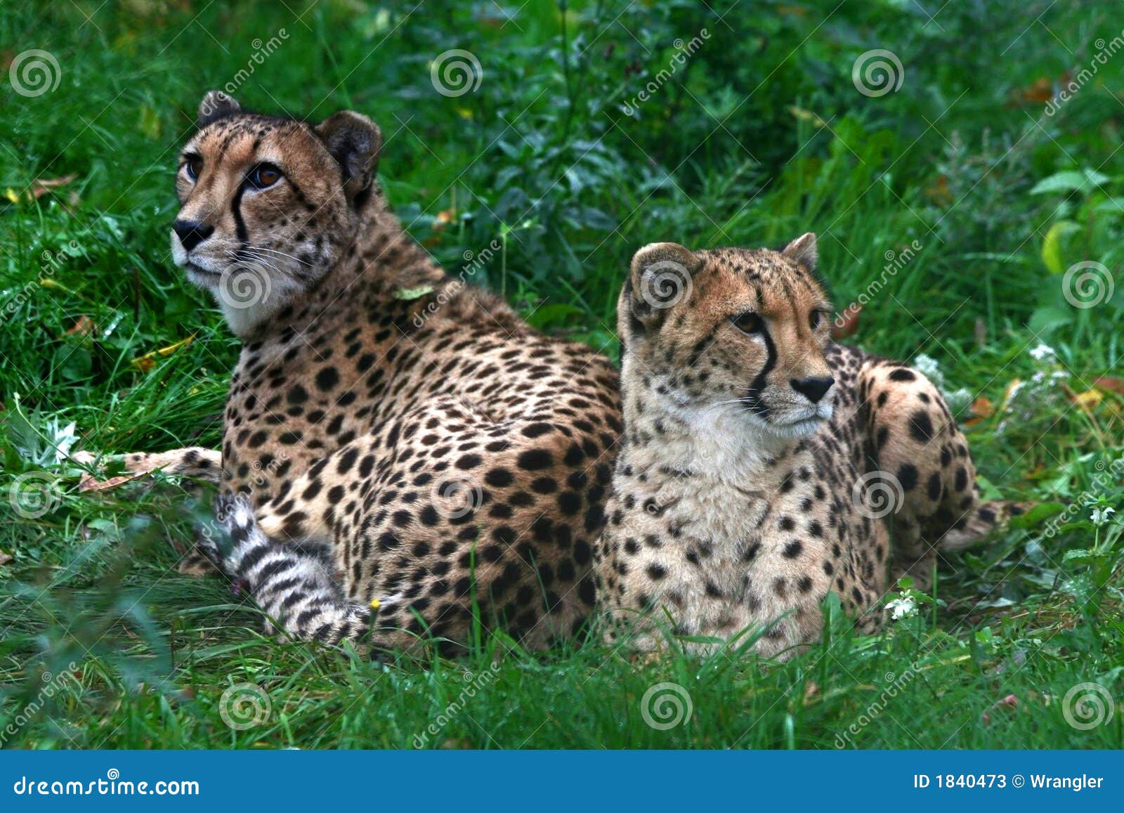 Two cheetahs stock image. Image of predator, species, wilderness - 1840473