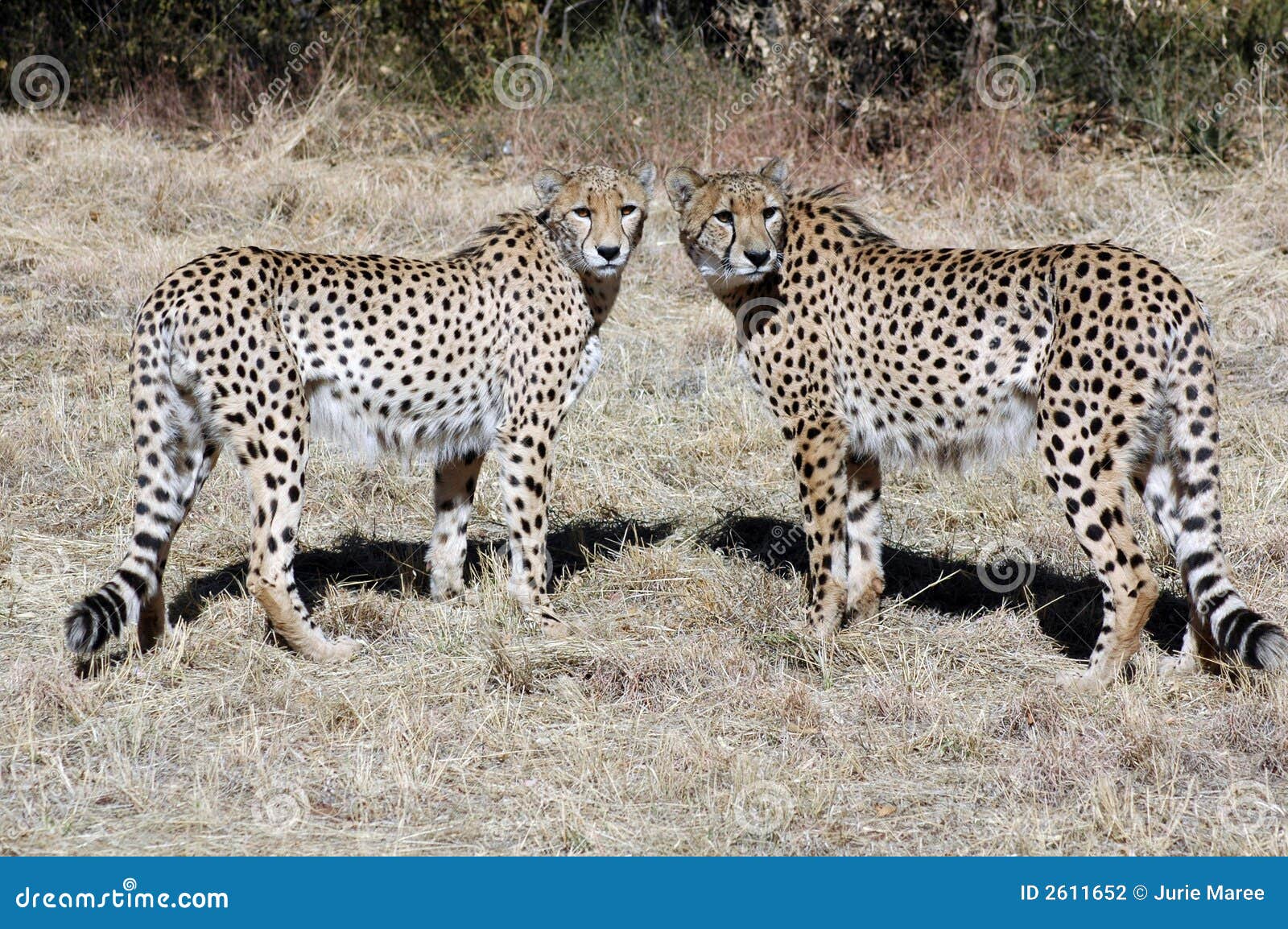 Two Cheetahs. stock photo. Image of ferocious, hunt, hunter - 2611652